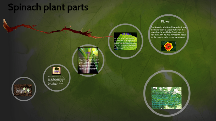 Spinach plant parts by Jenny Purtill on Prezi