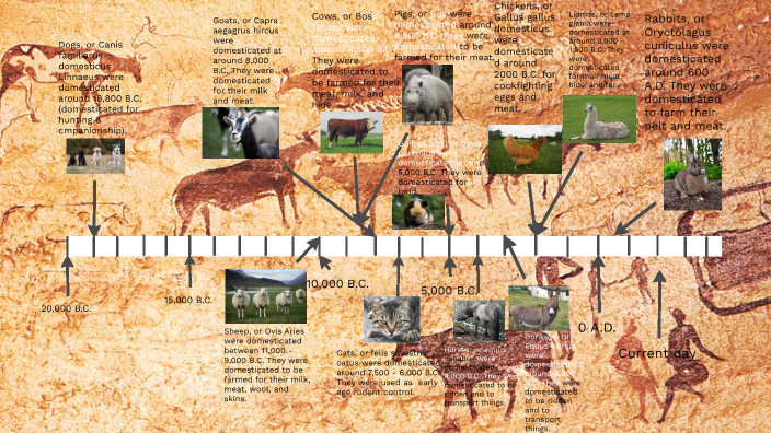 Domestication Timeline by Killian Moore on Prezi