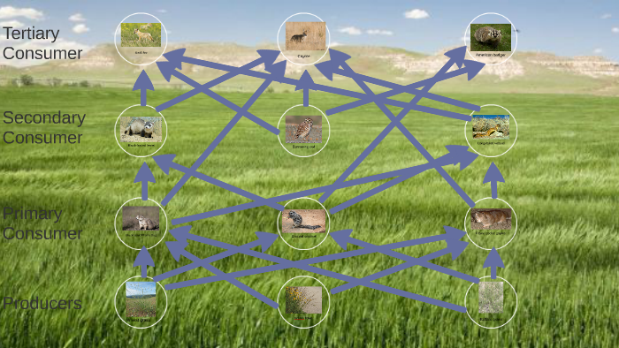 Keystone Species Project - Active food web 2 by E H on Prezi