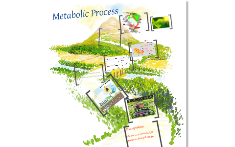 Metabolic Process by xavier vann on Prezi