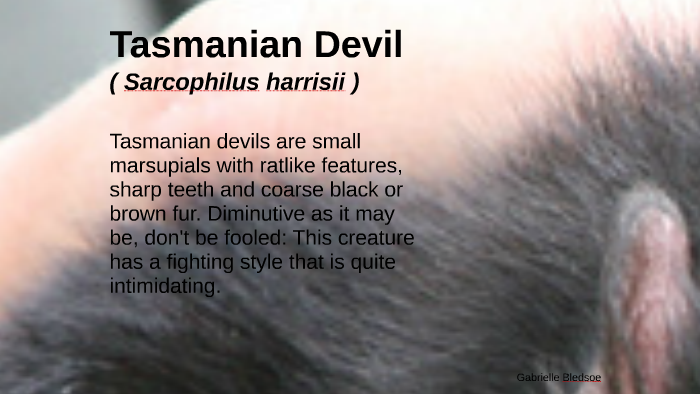Tasmanian Devil by Gabrielle Bledsoe on Prezi