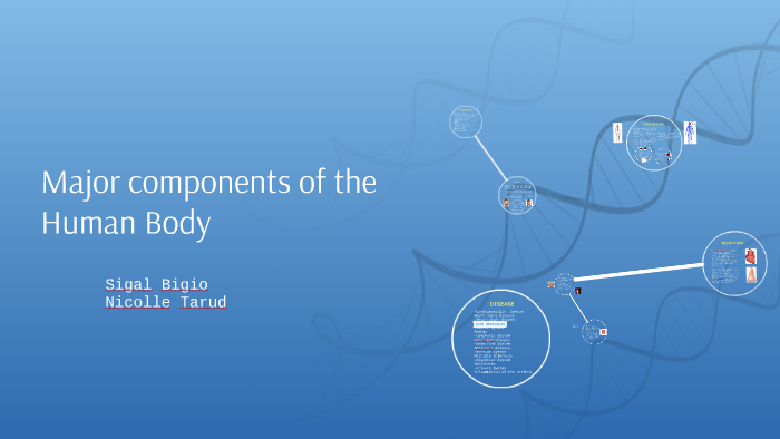 Major components of the Human Body by Sigal Bigio on Prezi