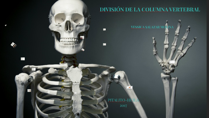 DIVISIÓN DE LA COLUMNA VERTEBRAL by yessica salazar on Prezi