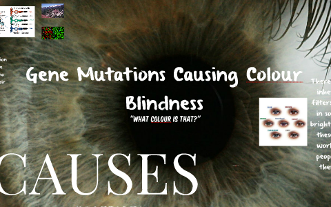 Gene Mutations Causing Colour Blindness by Breanne Bautista on Prezi