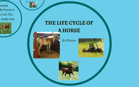 THE LIFE CYCLE OF A HORSE by Klinton M