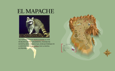 EL MAPACHE by ana maria cardona on Prezi Next