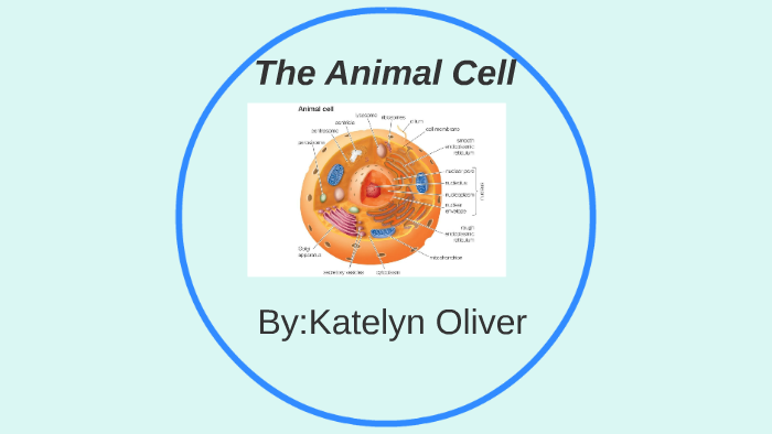 The Animal Cell by Katelyn Oliver on Prezi