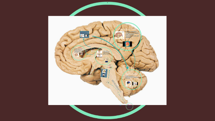 14 Parts Of The Brain by Gabe Cn on Prezi