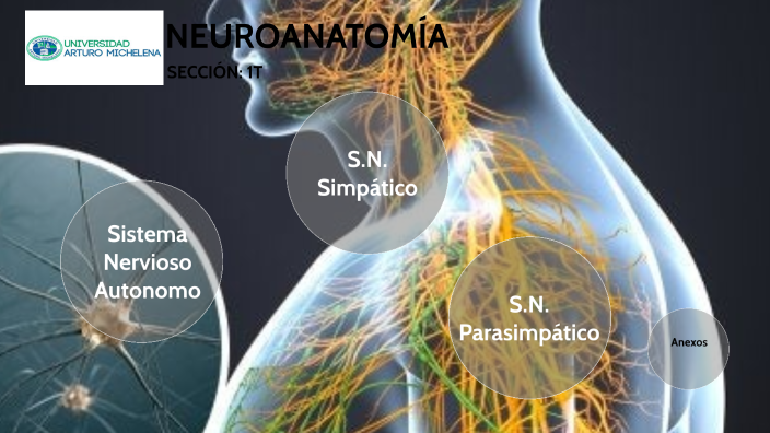 Sistema Nervioso Simpático y Parasimpático by Michelle Rojas on Prezi
