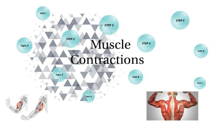 Steps of Muscle Contraction by zoe mcgregor on Prezi