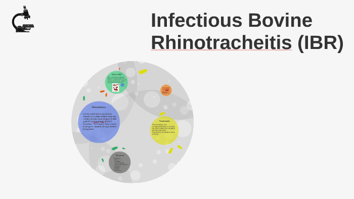 Infectious Bovine Rhinotracheitis (IBR) by sarah hacker on Prezi