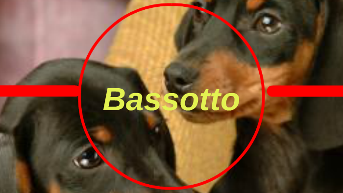 Esistono 9 razze di bassotti by Giuseppe Campa on Prezi