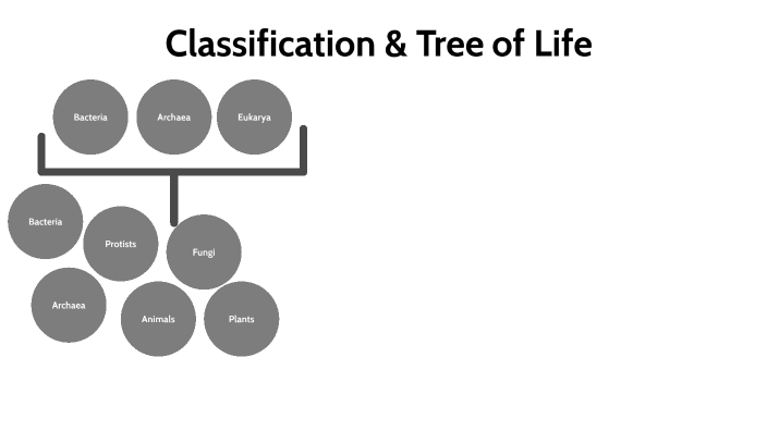 Classification & Tree of Life by Brooke Alsante on Prezi