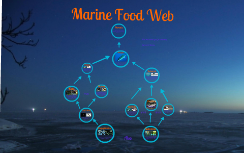 Marine food web by Scarlett Mullane on Prezi