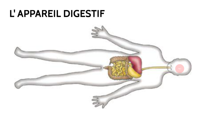 L'appareil digestif by CINDY LIAO on Prezi