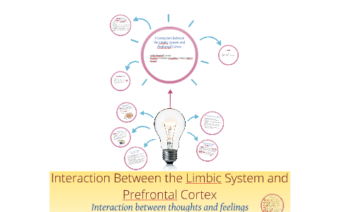 Interaction Between the Limbic System and Prefrontal Cortex by Julia ...