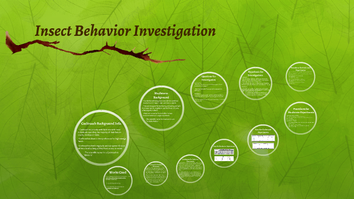 Insect Behavior Investigation by rachel serna on Prezi