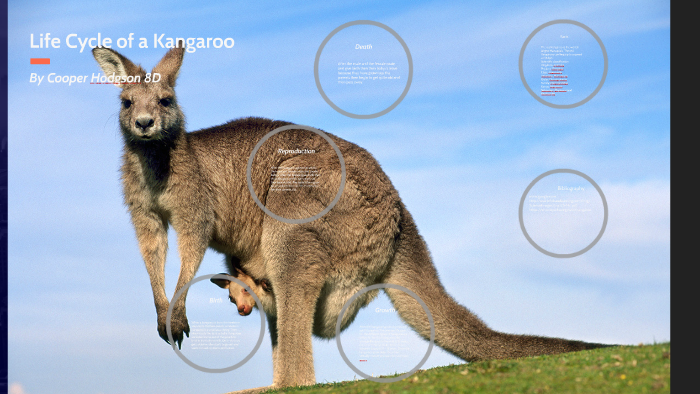 Life Cycle of a Kangaroo by Cooper Hodgson on Prezi