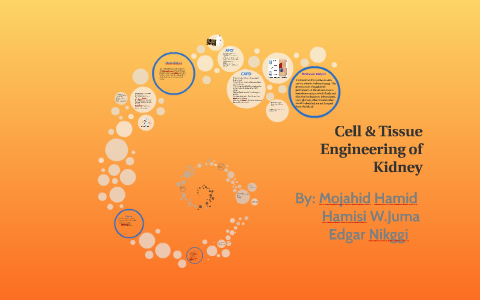 Cell & Tissue Engineering of Kidney by mojahid hamid on Prezi