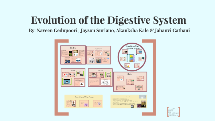 Evolution of the Digestive System by Naveen Gedupoori on Prezi