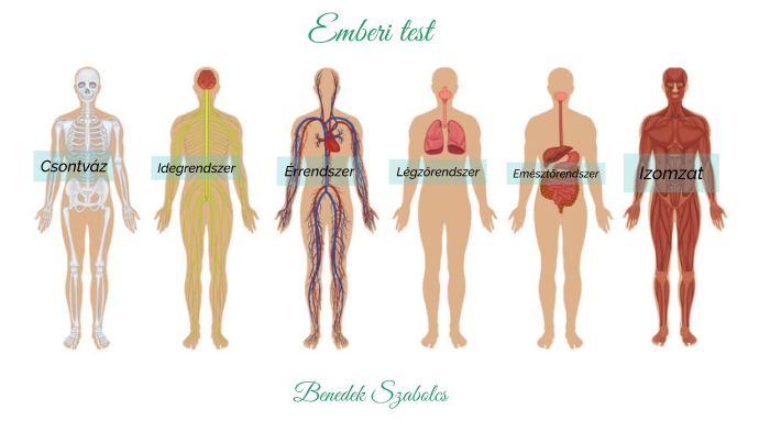 Emberi test by Szabolcs Benedek on Prezi