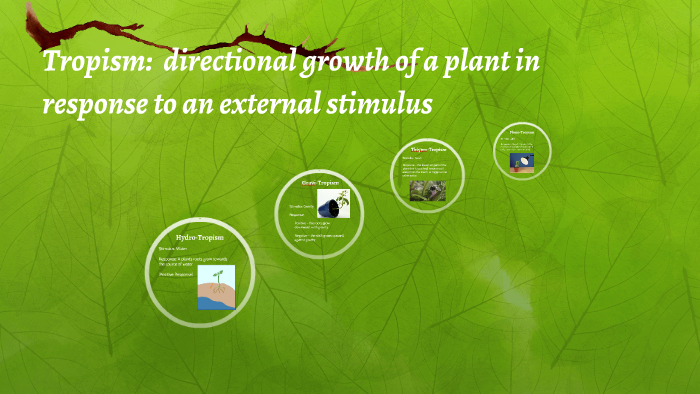 Tropism: by on Prezi