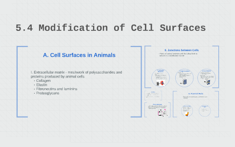5.4 Modification of Cell Surfaces by Shannon McKiernan on Prezi