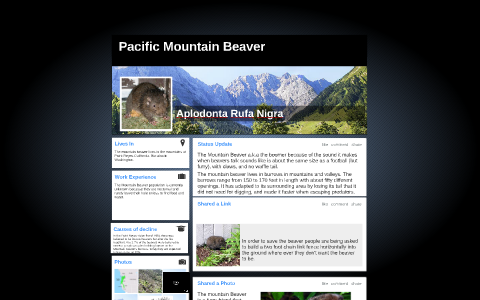 The mountain beaver lives in the mountains at Point Reyes. by davis ...