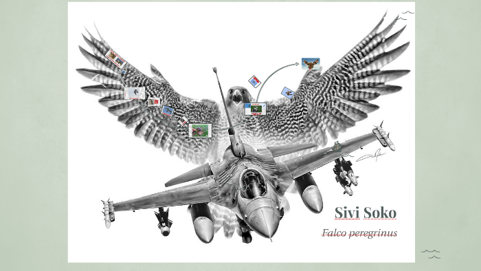 Sivi Soko by on Prezi