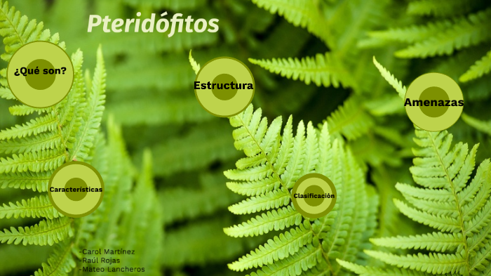Pteridófitos by Mateo Lancheros on Prezi