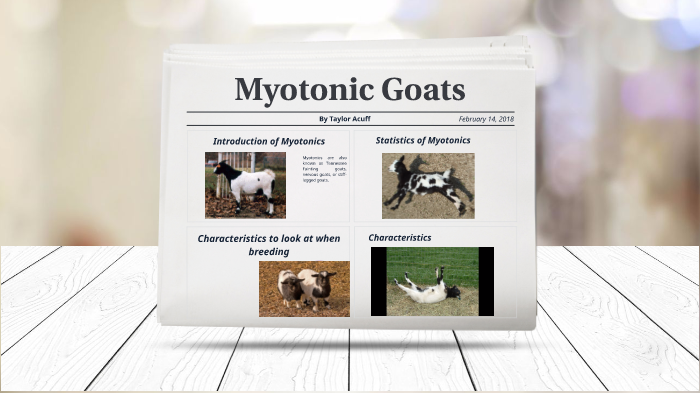 Myotonic Goats by Taylor Acuff on Prezi
