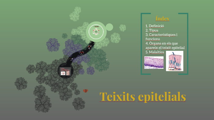 Teixits epitelials by Amy Robey Huesca on Prezi