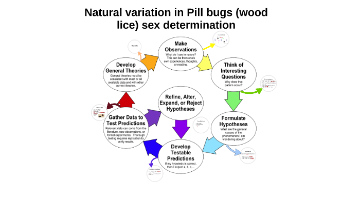 Natural Variation In Pill Bugs Wood Lice Sex Determination By On Prezi