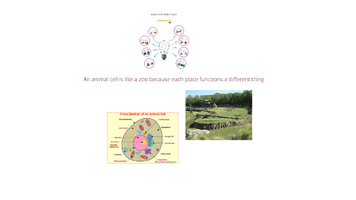 Animal Cell Simile Project by Anne Huang on Prezi