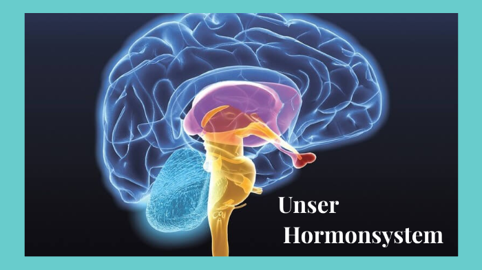 Hormonsystem by Sarah Hammerschmidt on Prezi