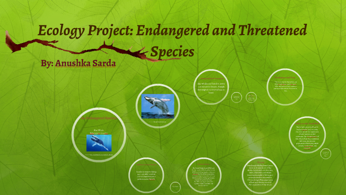 Ecology Project: Endangered and Threatened Species by Anushka Sarda on ...