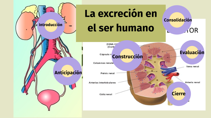 U3 TEMA 3: La excreción en el ser humano by CRISTINA PITA on Prezi