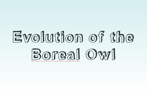 Evolution of the Boreal Owl by Jack Youngblood on Prezi