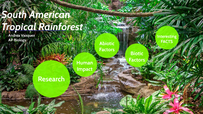 South American Tropical Rainforest by Andrea Vazquez on Prezi
