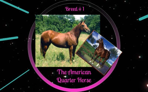 7 Breeds of Horses by Alexa Mathis on Prezi