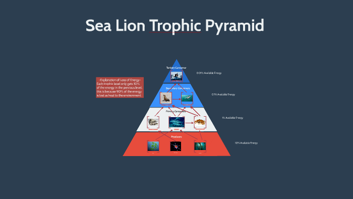 Sea Lion Trophic Pyramid by Tom Hoffman on Prezi