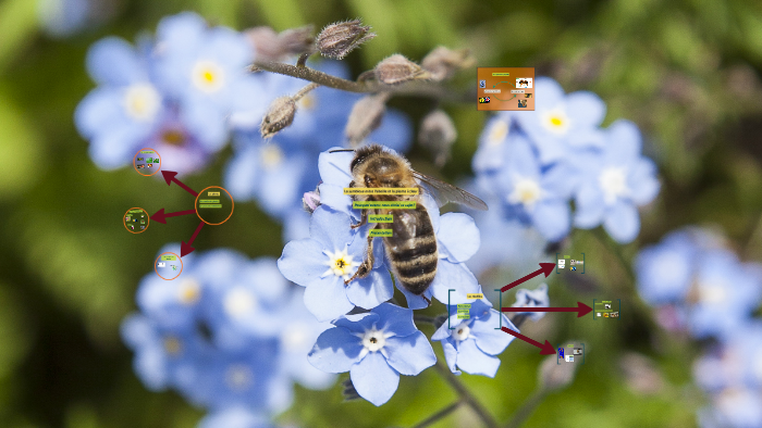 La symbiose entre l'abeille et la plante à fleur by Sarah Joubert on Prezi