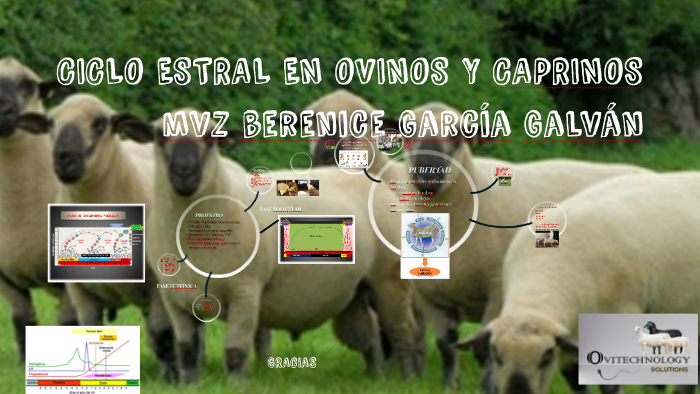 TEMA 4 ciclo by Berenice Gr on Prezi