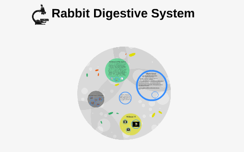 Mouse Digestive System by leslie mokay on Prezi