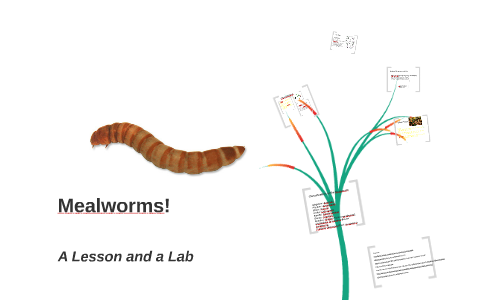 Mealworms! A Lesson and A Lab by Rachel Teague on Prezi