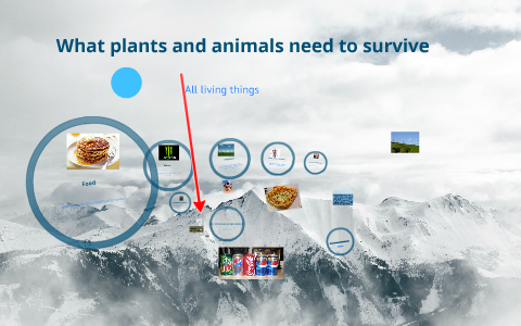 What all animals and plants need to survive by Jeremy L on Prezi