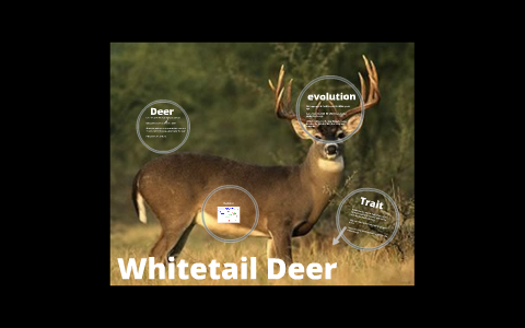 Evolution of Deer by marshall weber on Prezi