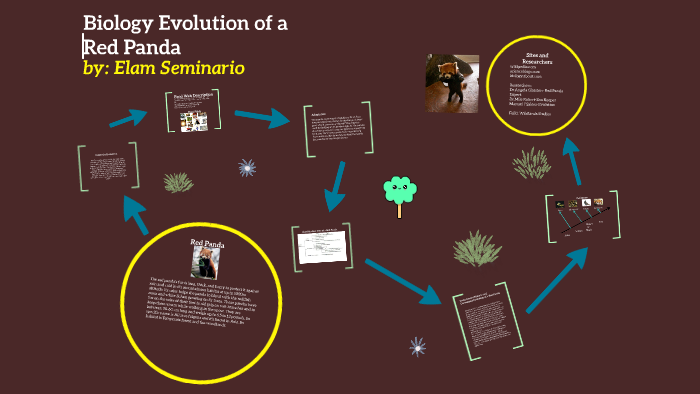 Evolution of a Red Panda by Elam Seminario on Prezi
