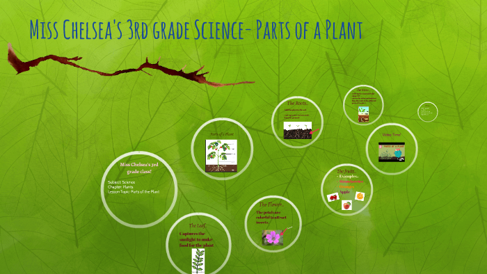 Parts of a Plant by chelsea summerlin on Prezi