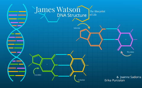 James Watson- DNA Structure by Rika P on Prezi